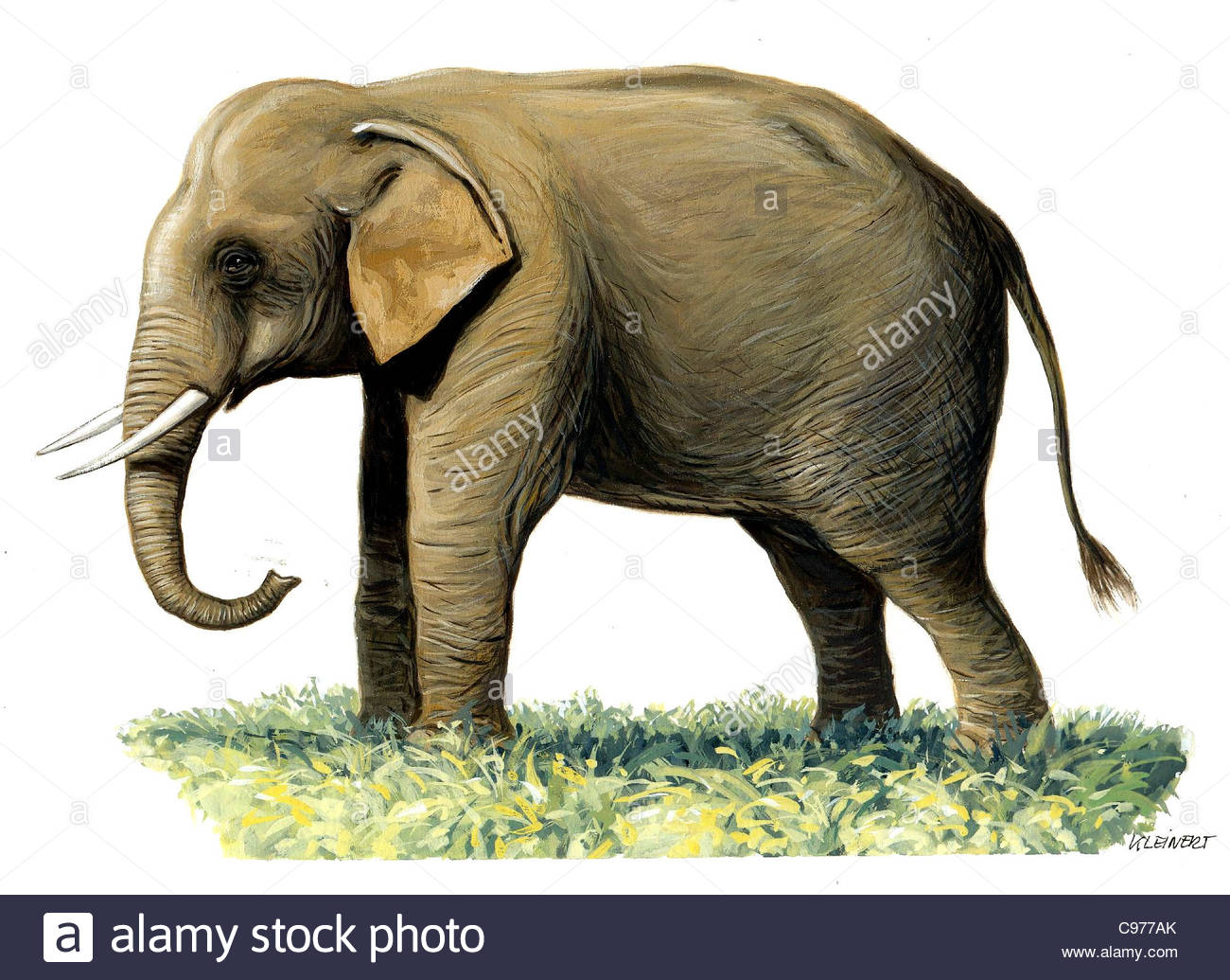 Elephas Maximus Drawing Stock Photos & Elephas Maximus Drawing Stock ...