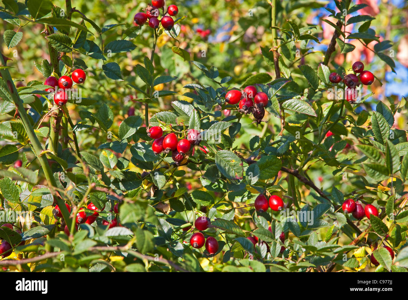 Rose hips rosa canina hi-res stock photography and images - Alamy