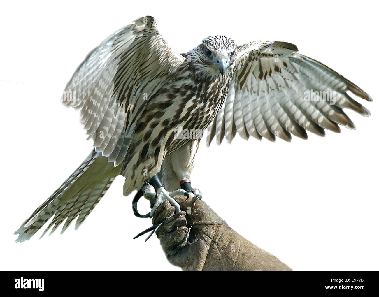 The most popular type of Falcon is the Saker here pictured on a ...