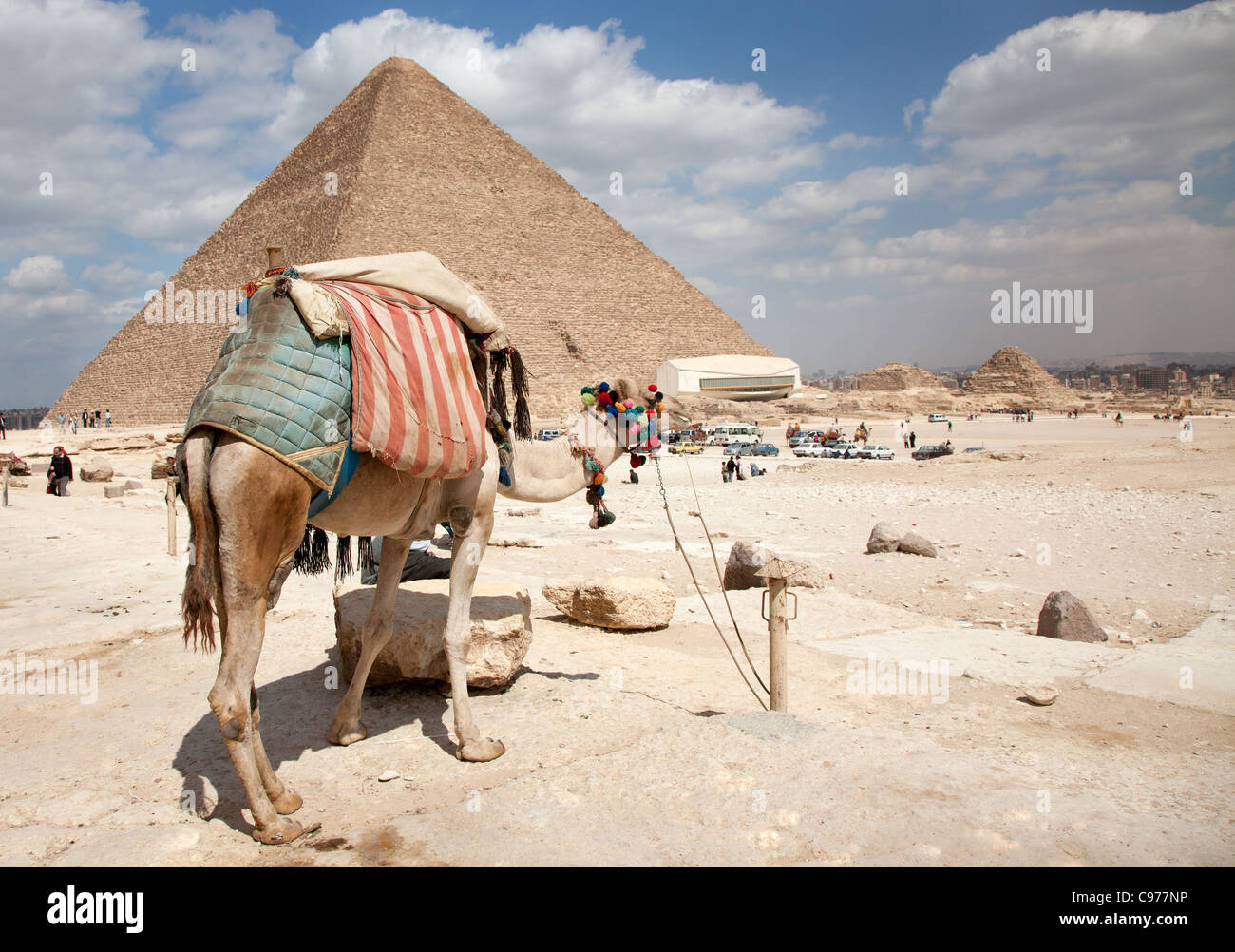 Camel standing in front of the Great Pyramid - Cheops, Khufu Stock ...
