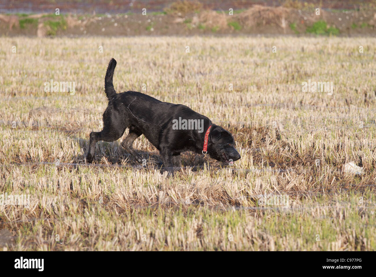 black dog Labrador running Stock Photo - Alamy