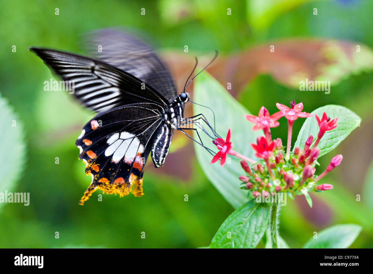 Common Mormon Swallowtail (Papilio polytes) hovering Stock Photo - Alamy