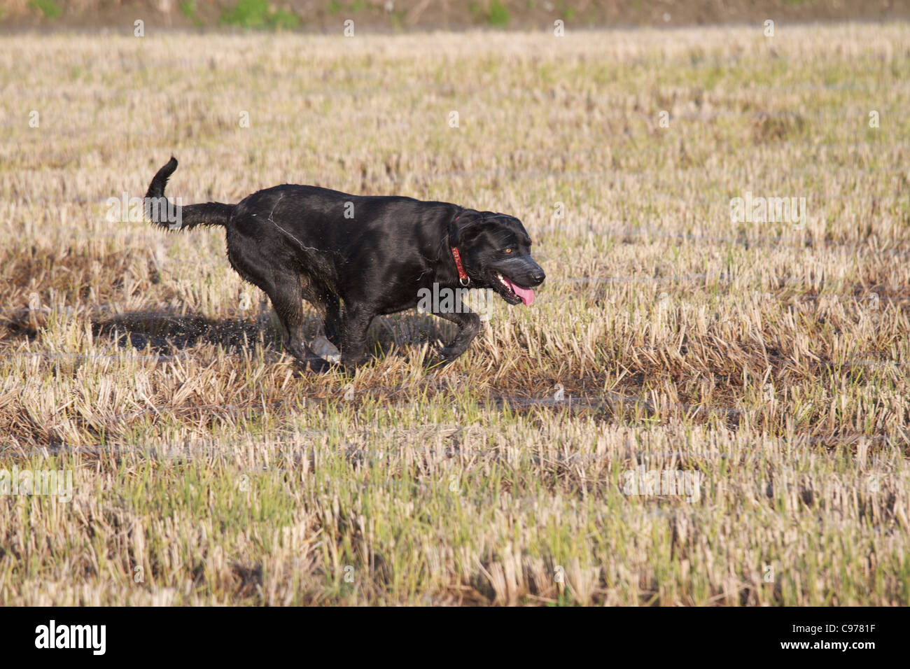black dog Labrador running Stock Photo - Alamy