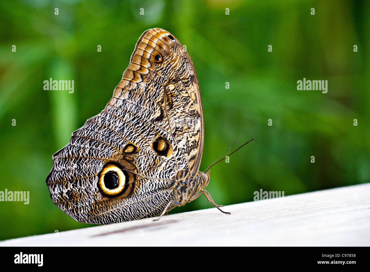 Butterfly flying hi-res stock photography and images - Alamy