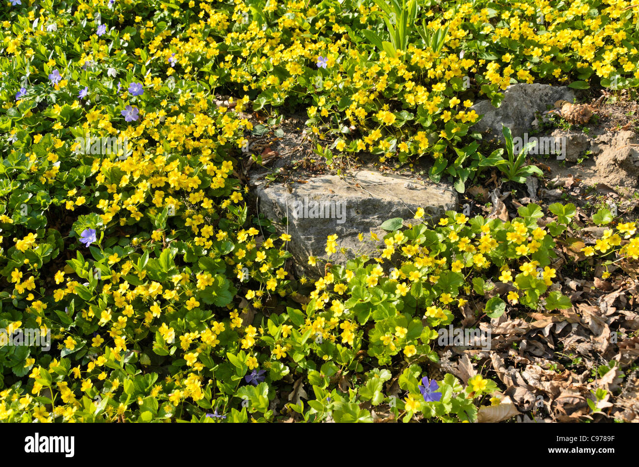 Waldsteinia Waldsteinia Fragarioides Barren Strawberry | Garden Center