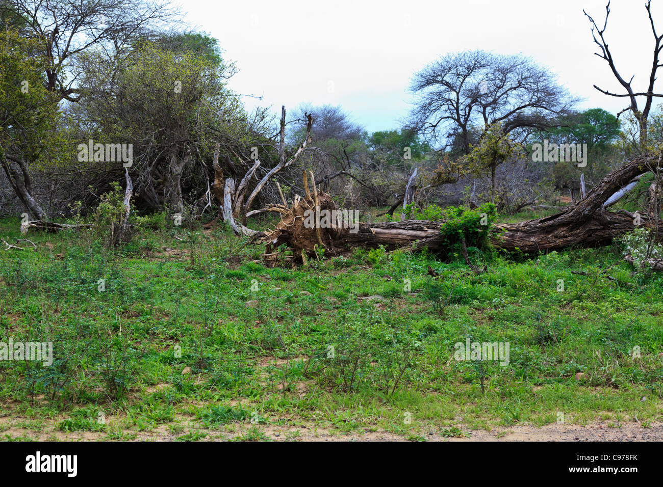 Elephant habitat modification hi-res stock photography and images - Alamy