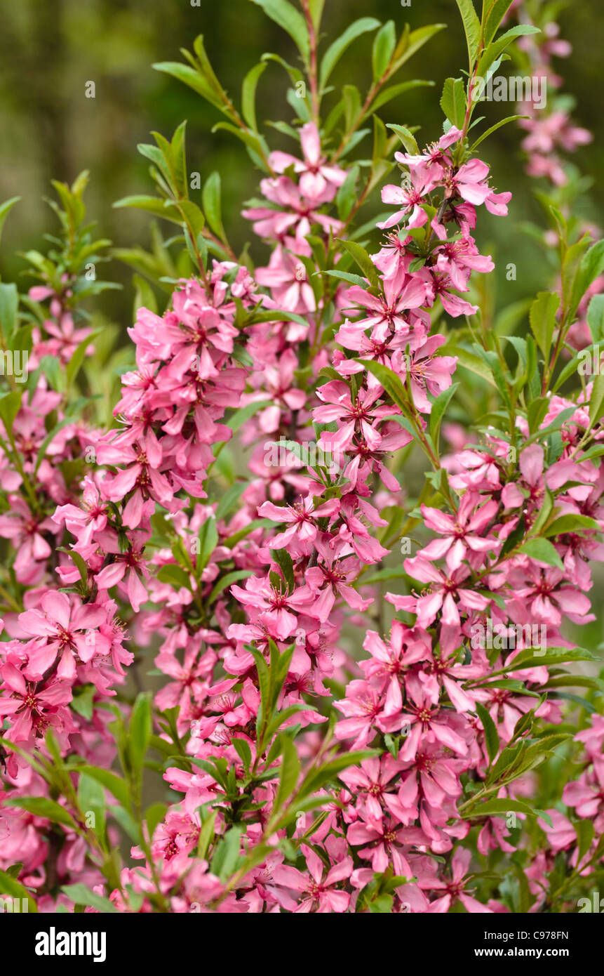 Dwarf Russian almond (Prunus tenella Stock Photo - Alamy