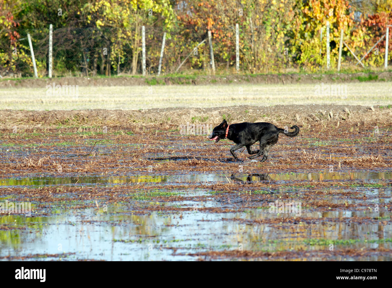 black dog Labrador running Stock Photo - Alamy