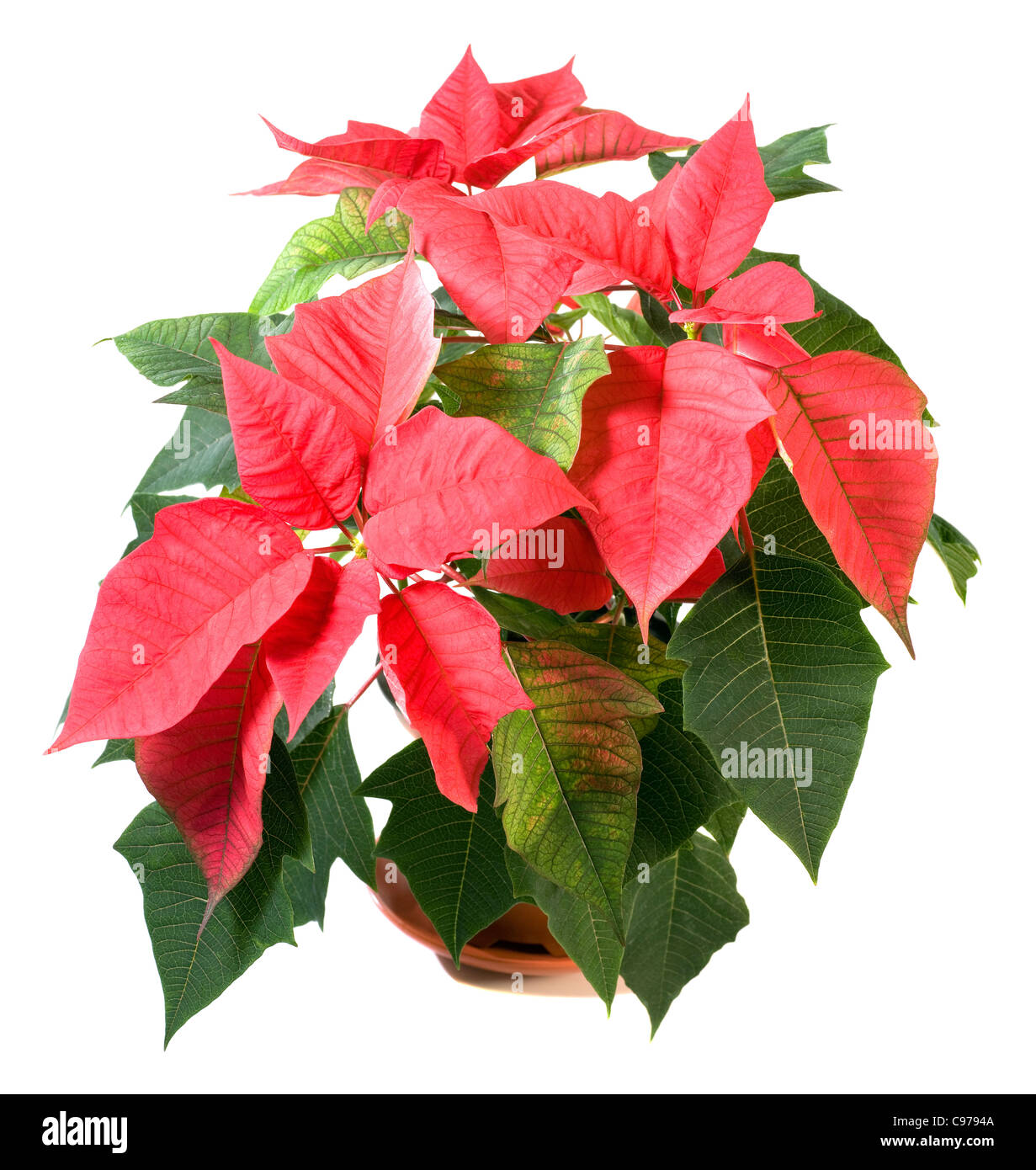Beautiful red poinsettia isolated on white with pot shadow. That red ...