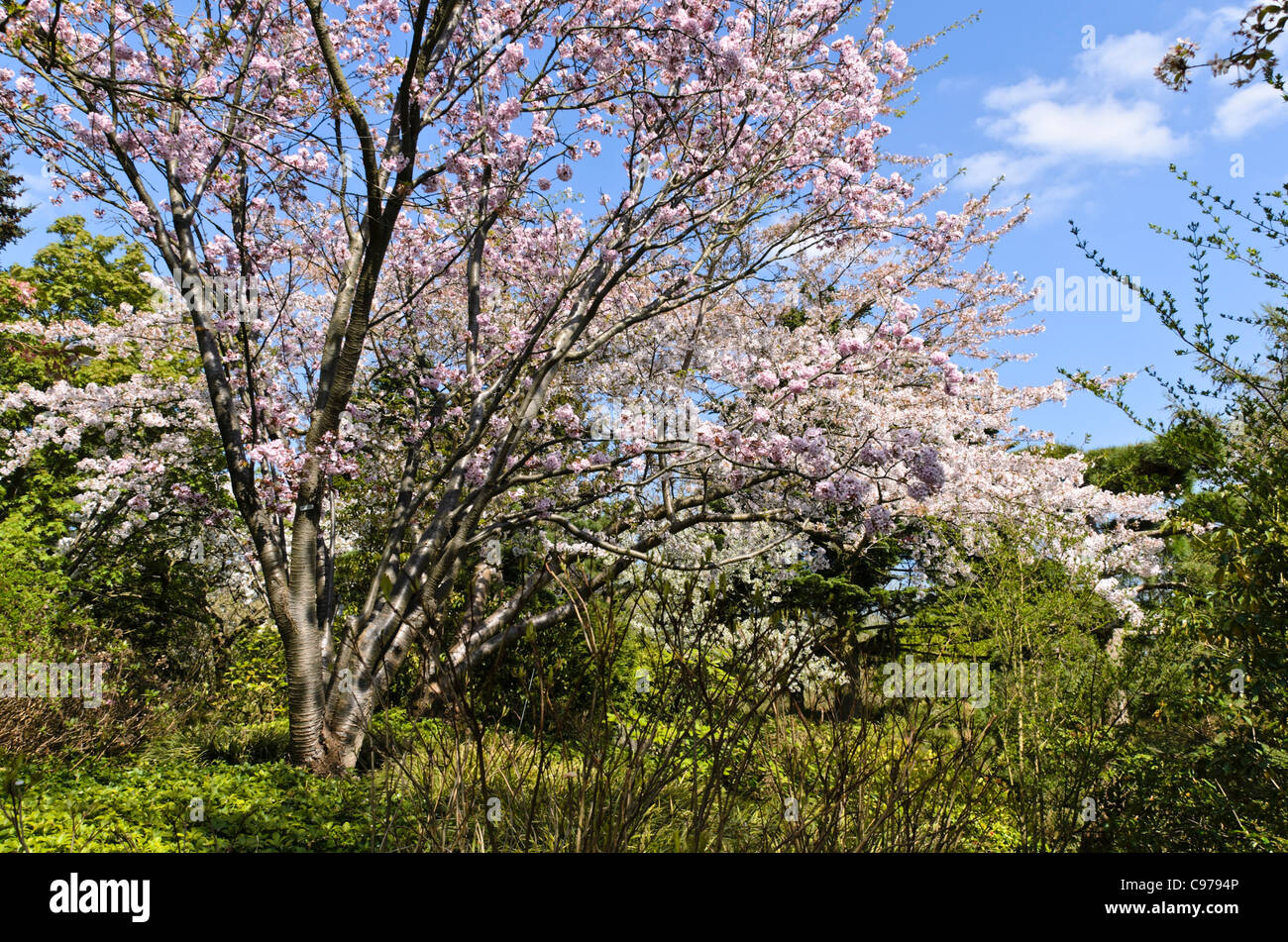 Sargent's cherry (Prunus sargentii Stock Photo - Alamy