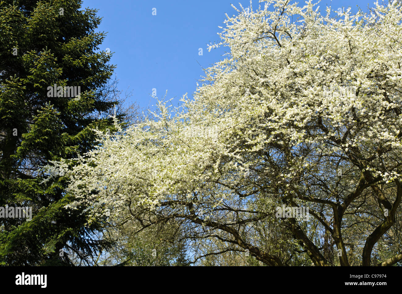 Plum horizontal hi-res stock photography and images - Alamy