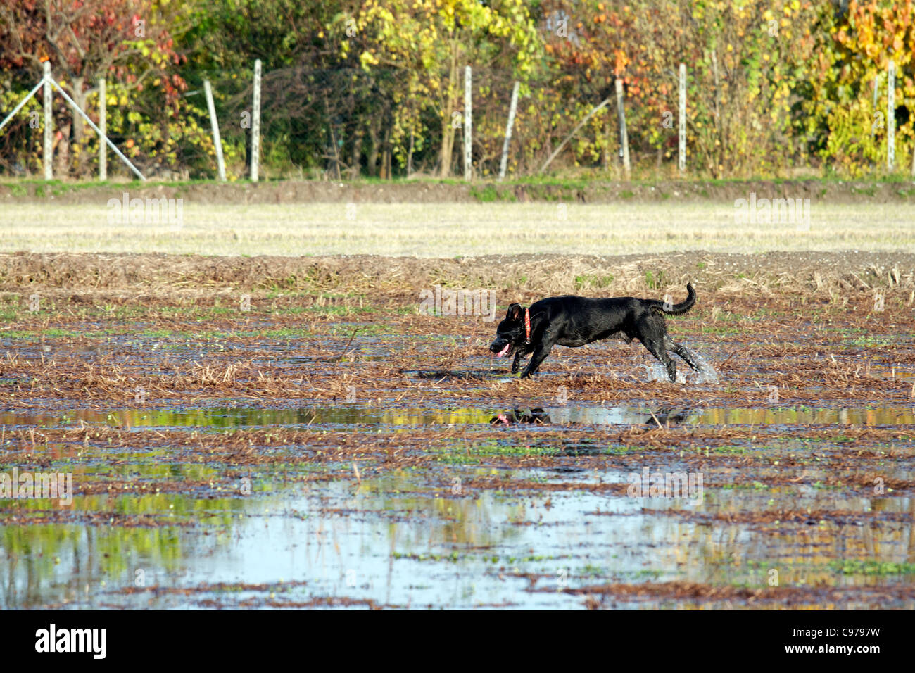black dog Labrador running Stock Photo - Alamy