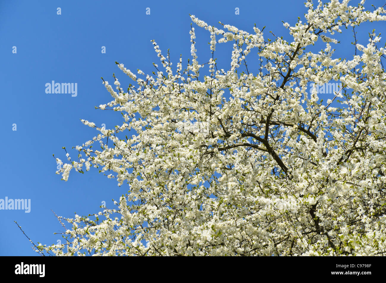 Cocomilia plum (Prunus cocomilia Stock Photo - Alamy