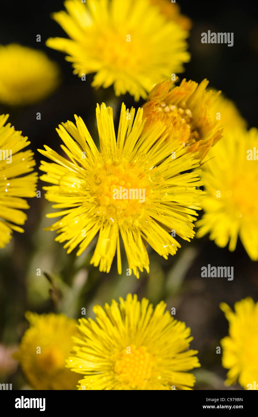 Coltsfoot plant hi-res stock photography and images - Alamy