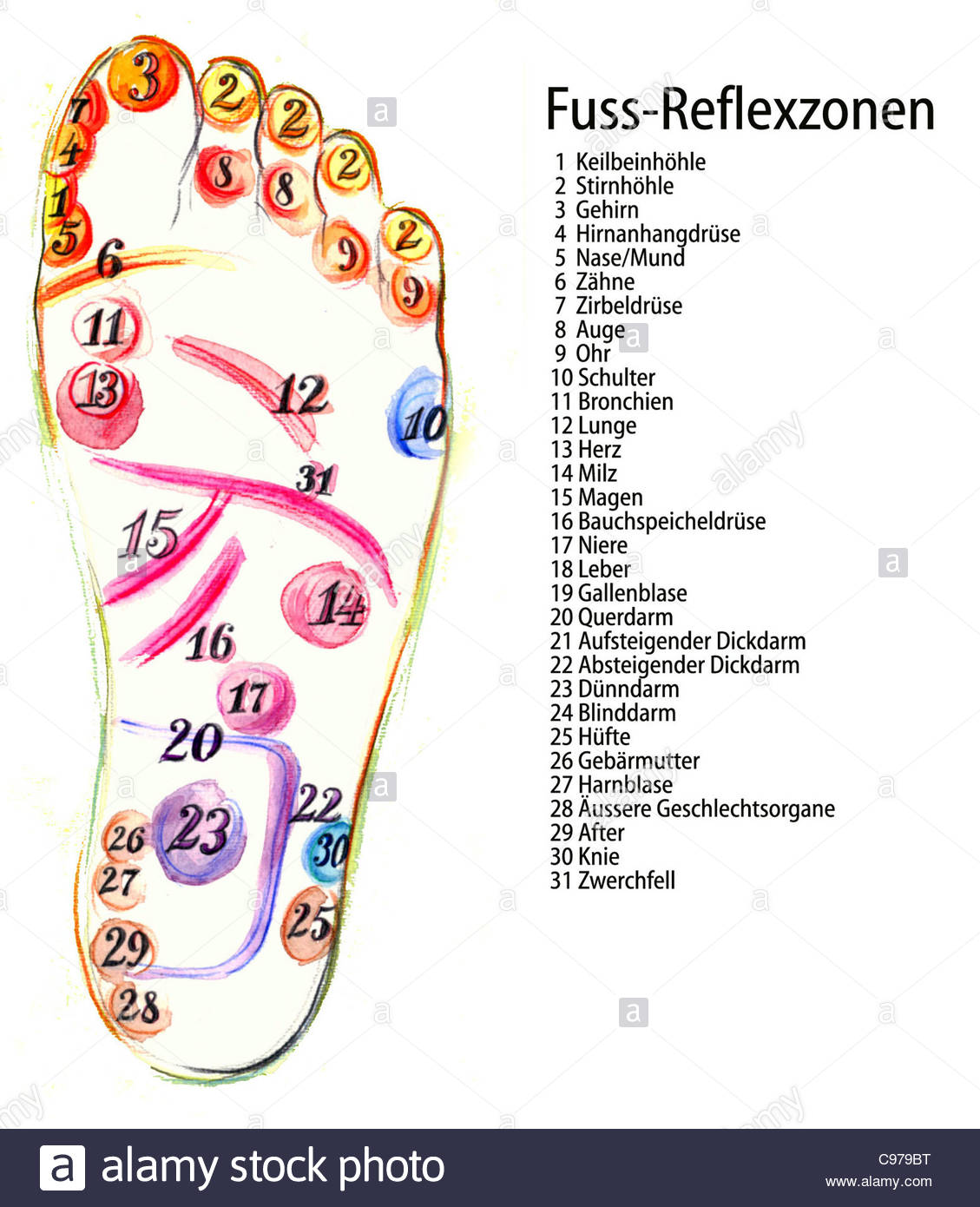 Reflexology Foot Illustration Stock Photos & Reflexology Foot ...