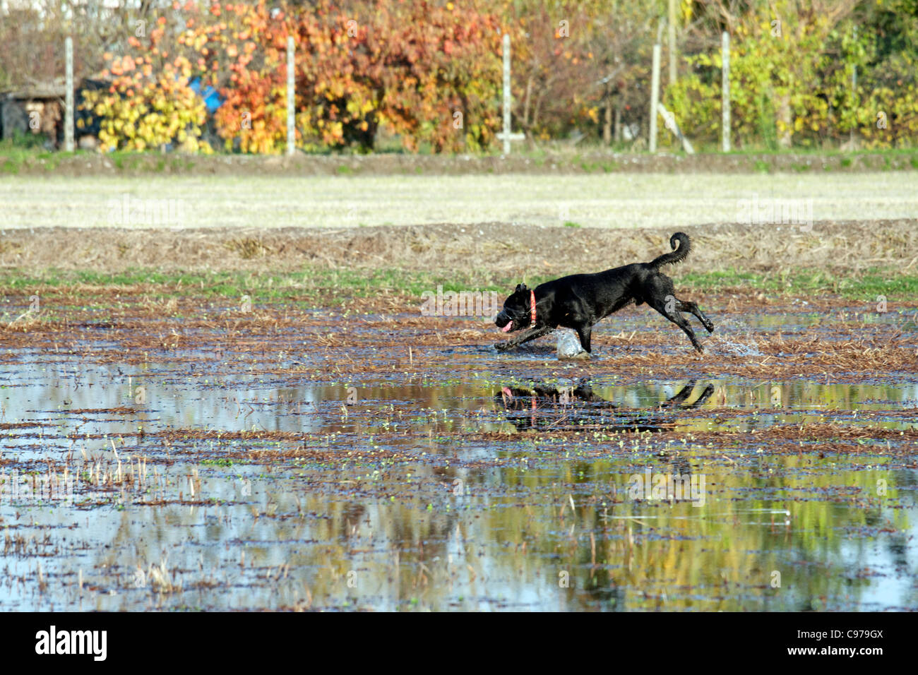 black dog Labrador running Stock Photo - Alamy