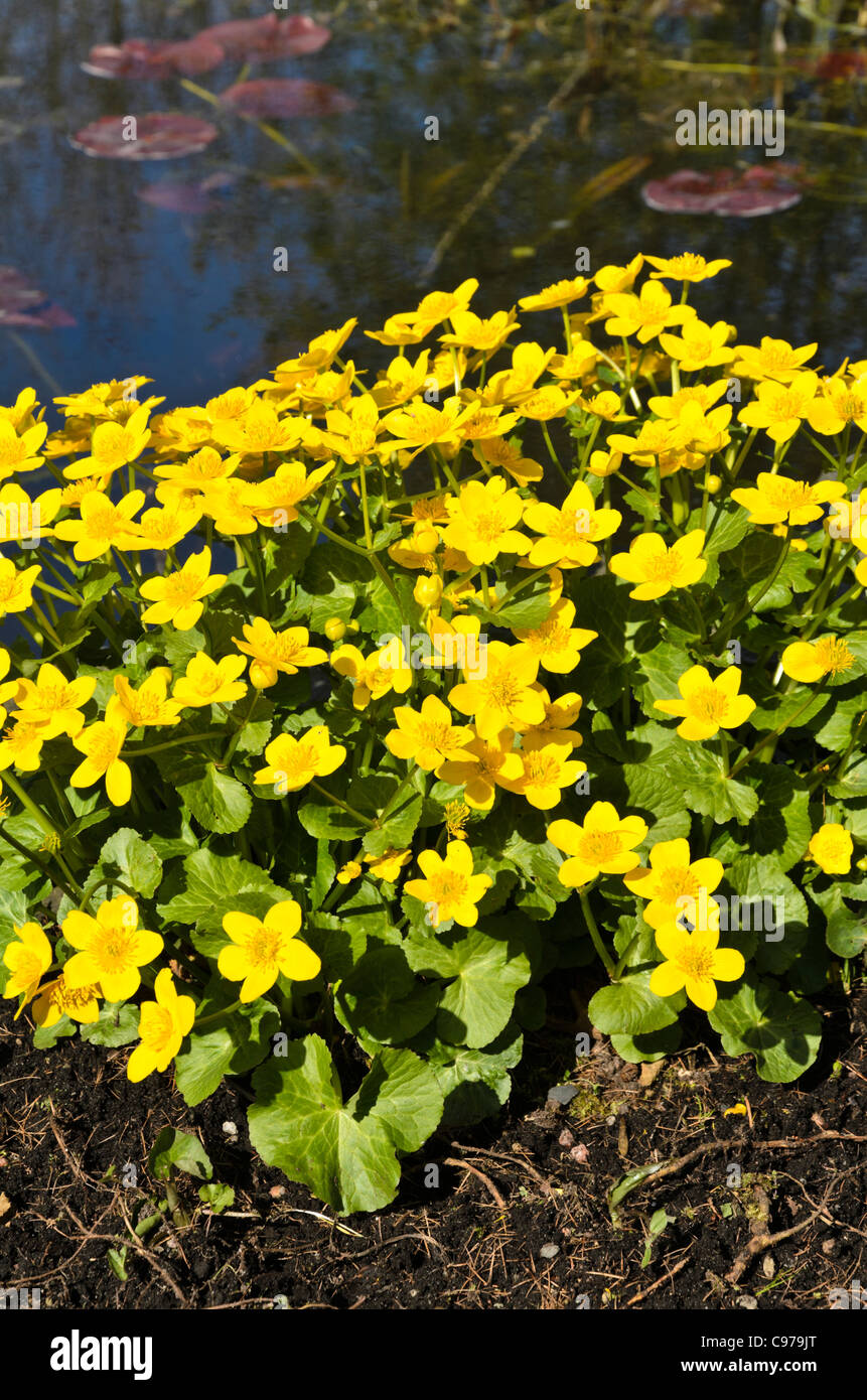 Marsh marigold (Caltha palustris Stock Photo - Alamy