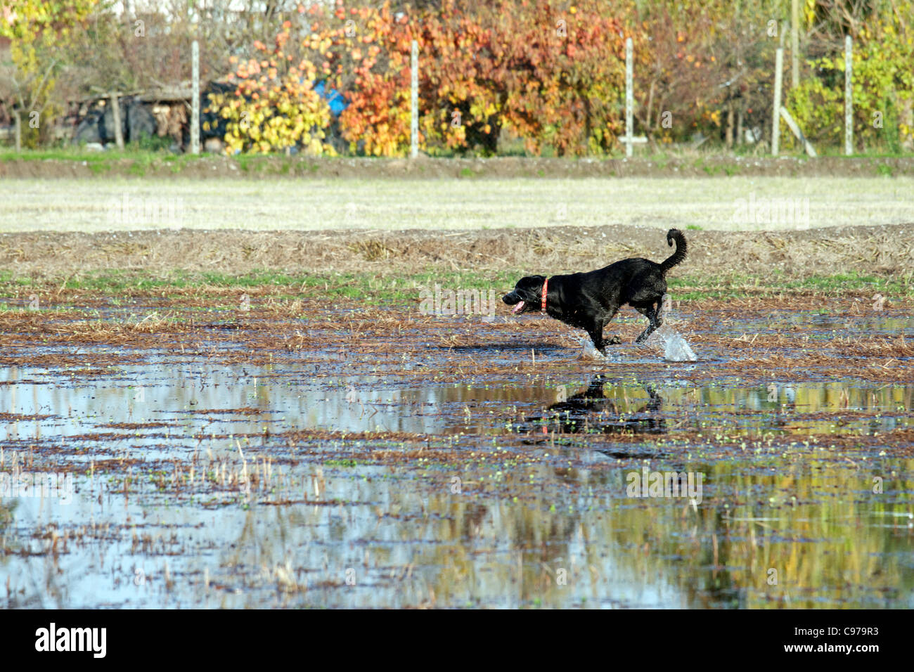 black dog Labrador running Stock Photo - Alamy