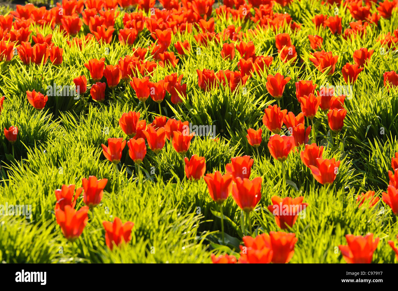 Liliaceae tulips hi-res stock photography and images - Alamy