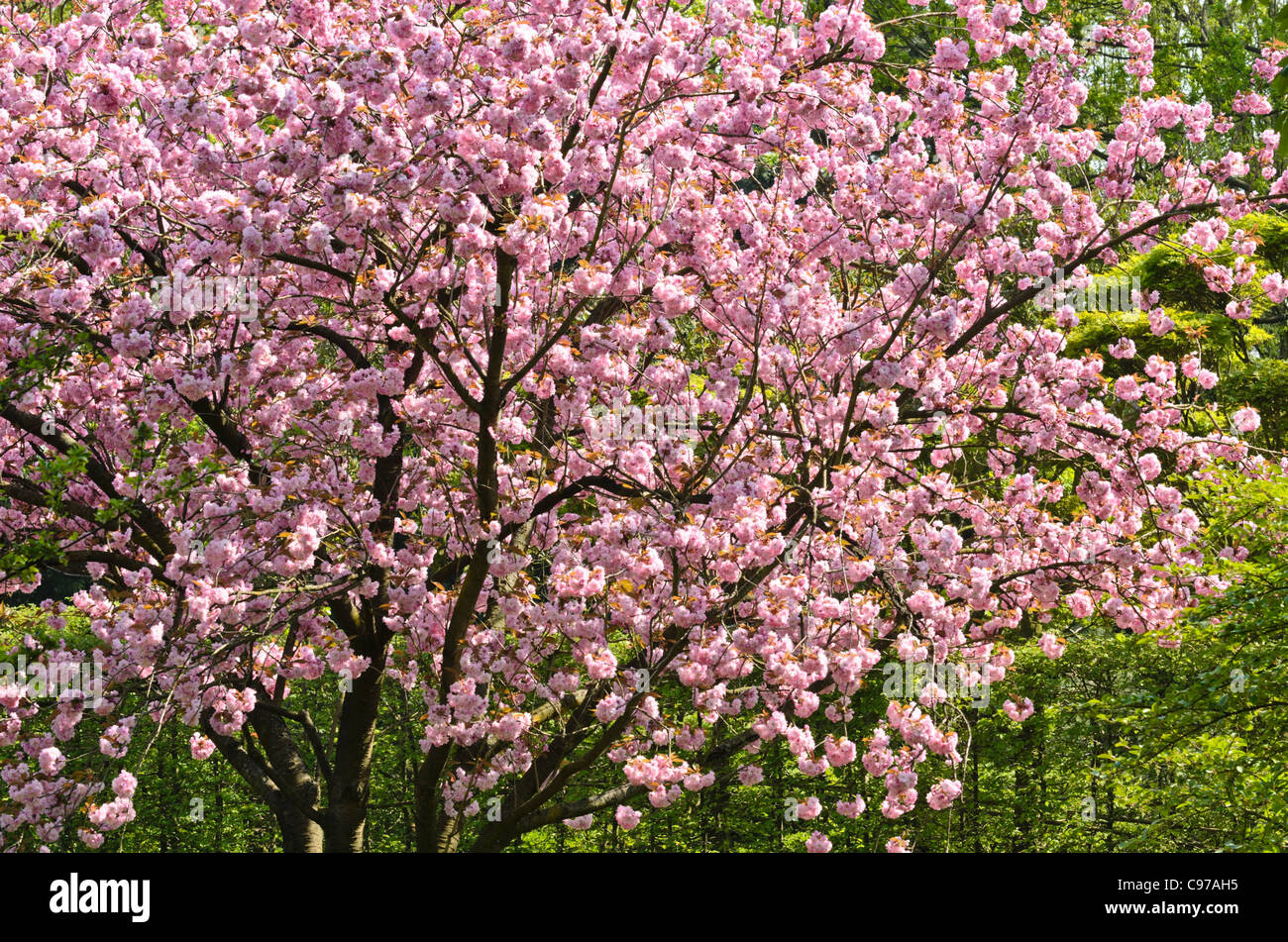 Prunus kanzan hi-res stock photography and images - Alamy