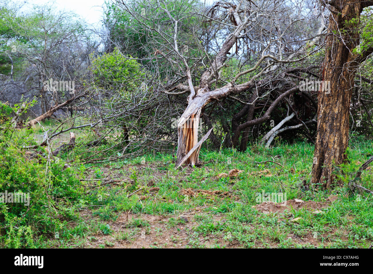 Elephant habitat modification hi-res stock photography and images - Alamy
