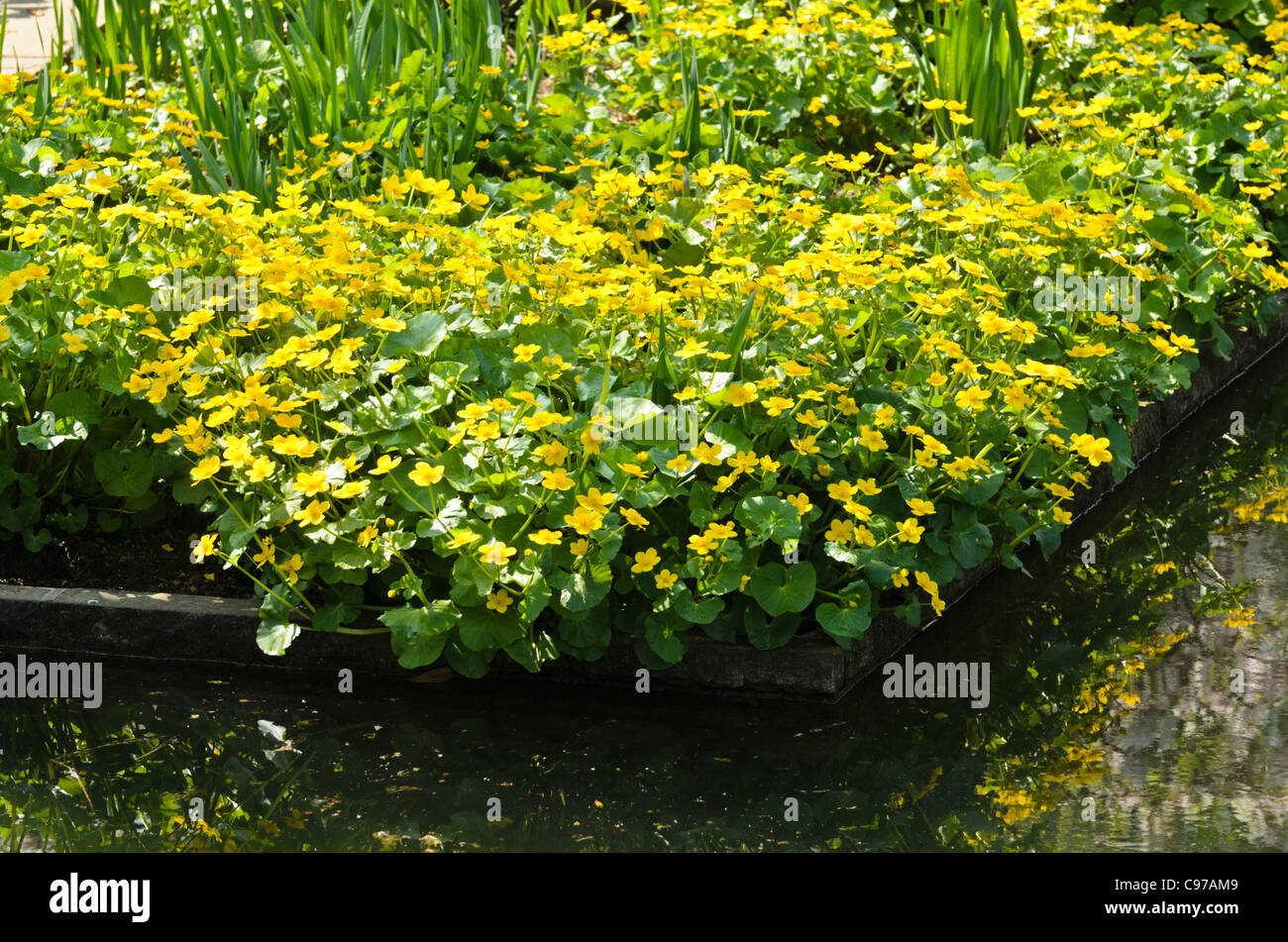 Marsh marigold (Caltha palustris Stock Photo - Alamy