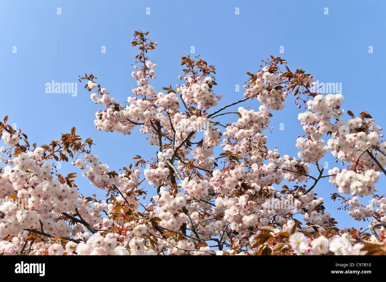 Prunus shirofugen hi-res stock photography and images - Alamy