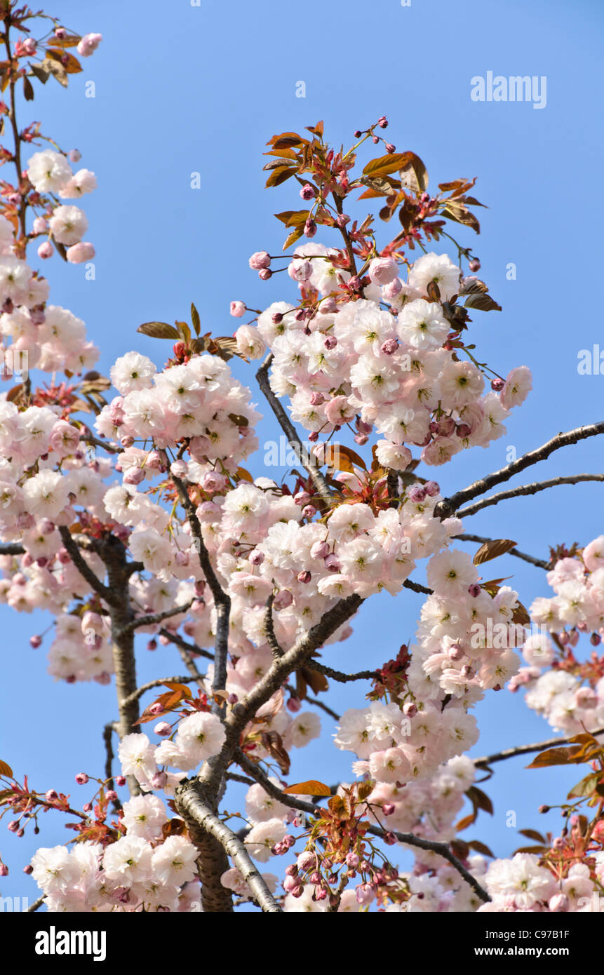 Prunus shirofugen hi-res stock photography and images - Alamy