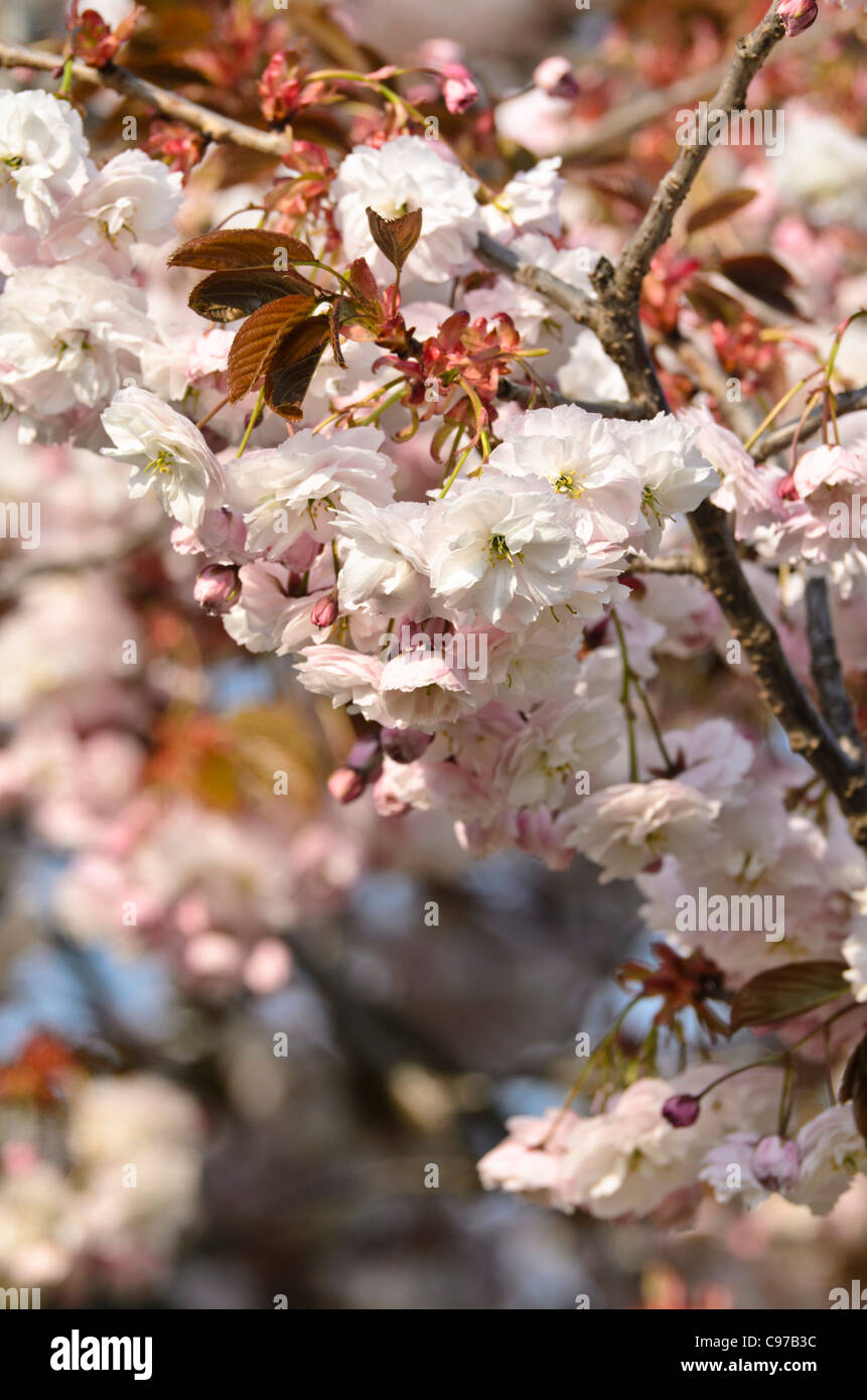 Prunus shirofugen hi-res stock photography and images - Alamy