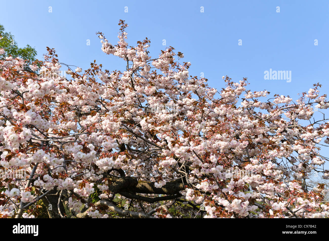 Prunus shirofugen hi-res stock photography and images - Alamy