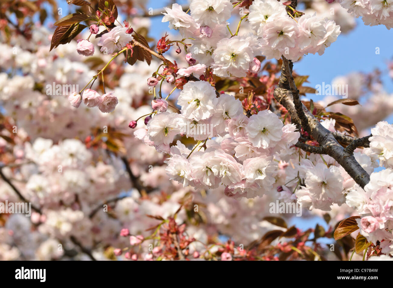 Prunus Shirofugen High Resolution Stock Photography and Images - Alamy