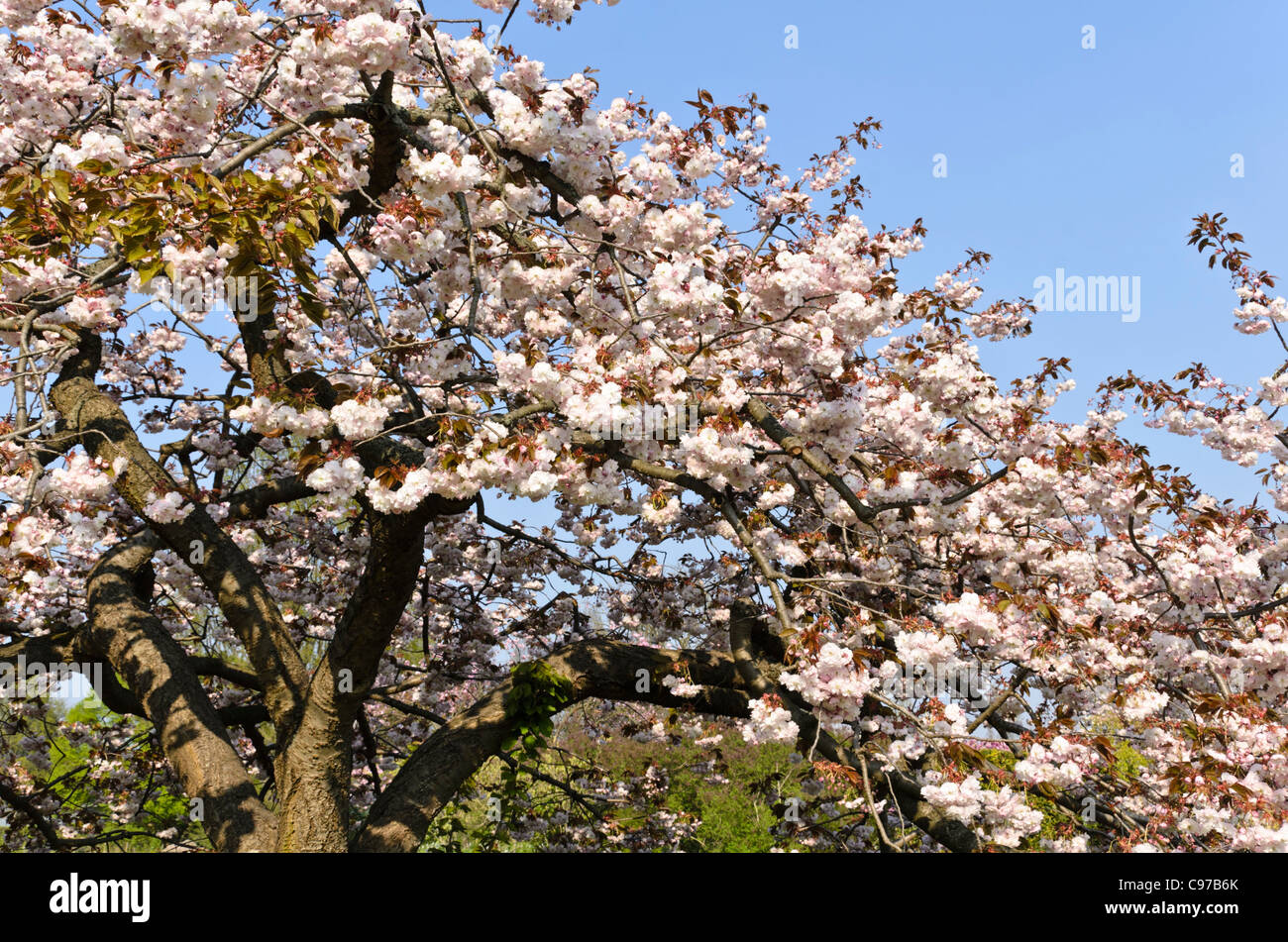 Prunus shirofugen hi-res stock photography and images - Alamy