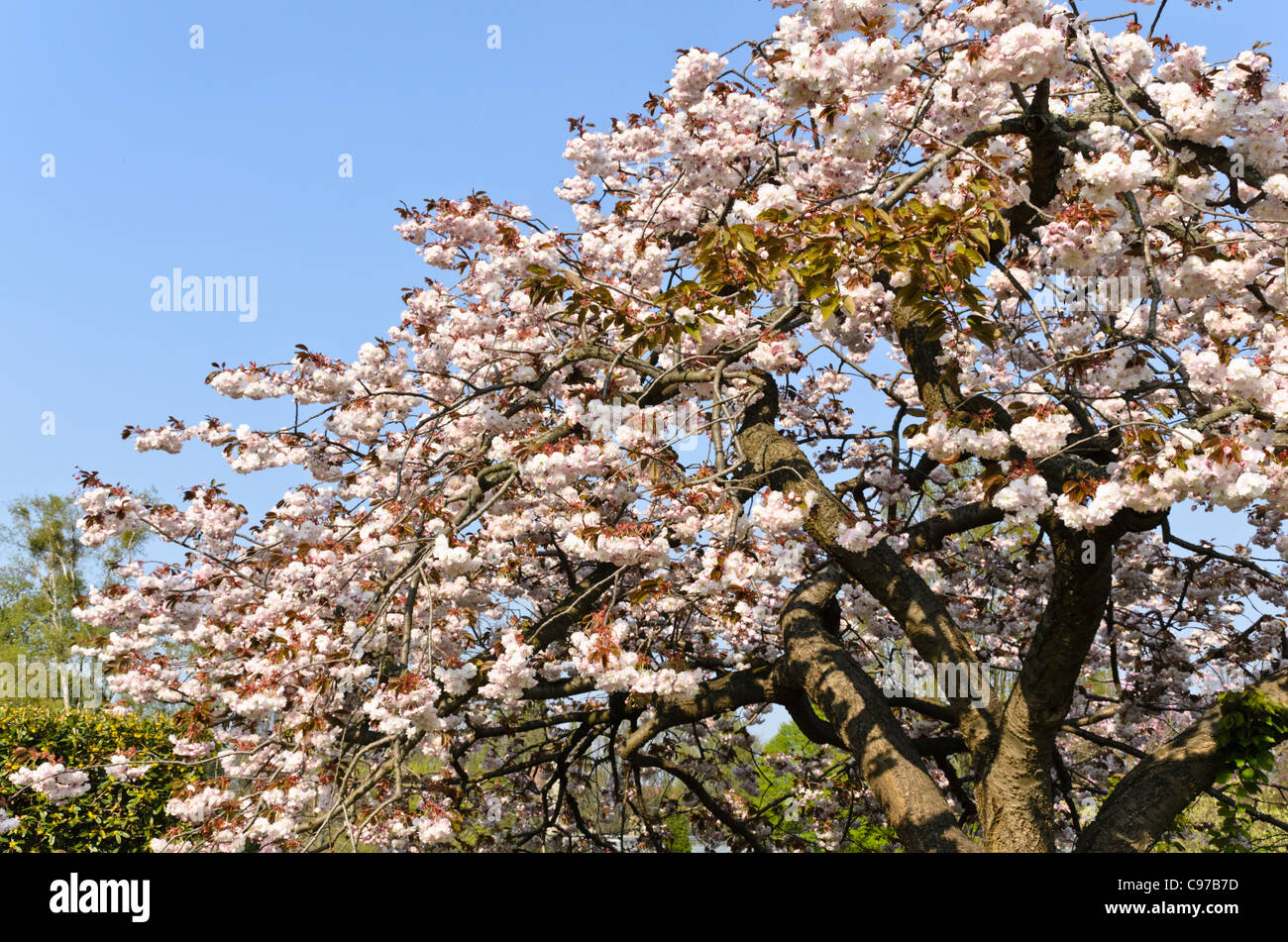 Prunus shirofugen hi-res stock photography and images - Alamy