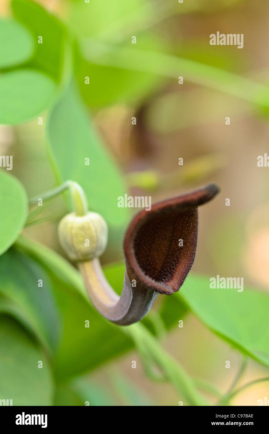 Andalusian dutchman's pipe (Aristolochia baetica Stock Photo - Alamy