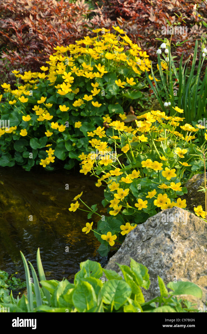 Marsh marigold (Caltha palustris Stock Photo - Alamy