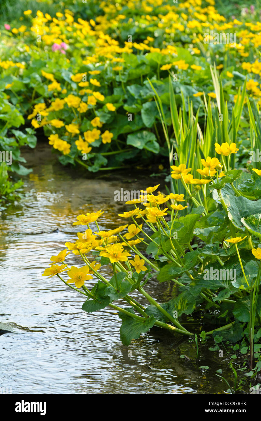 Marsh marigold (Caltha palustris Stock Photo - Alamy