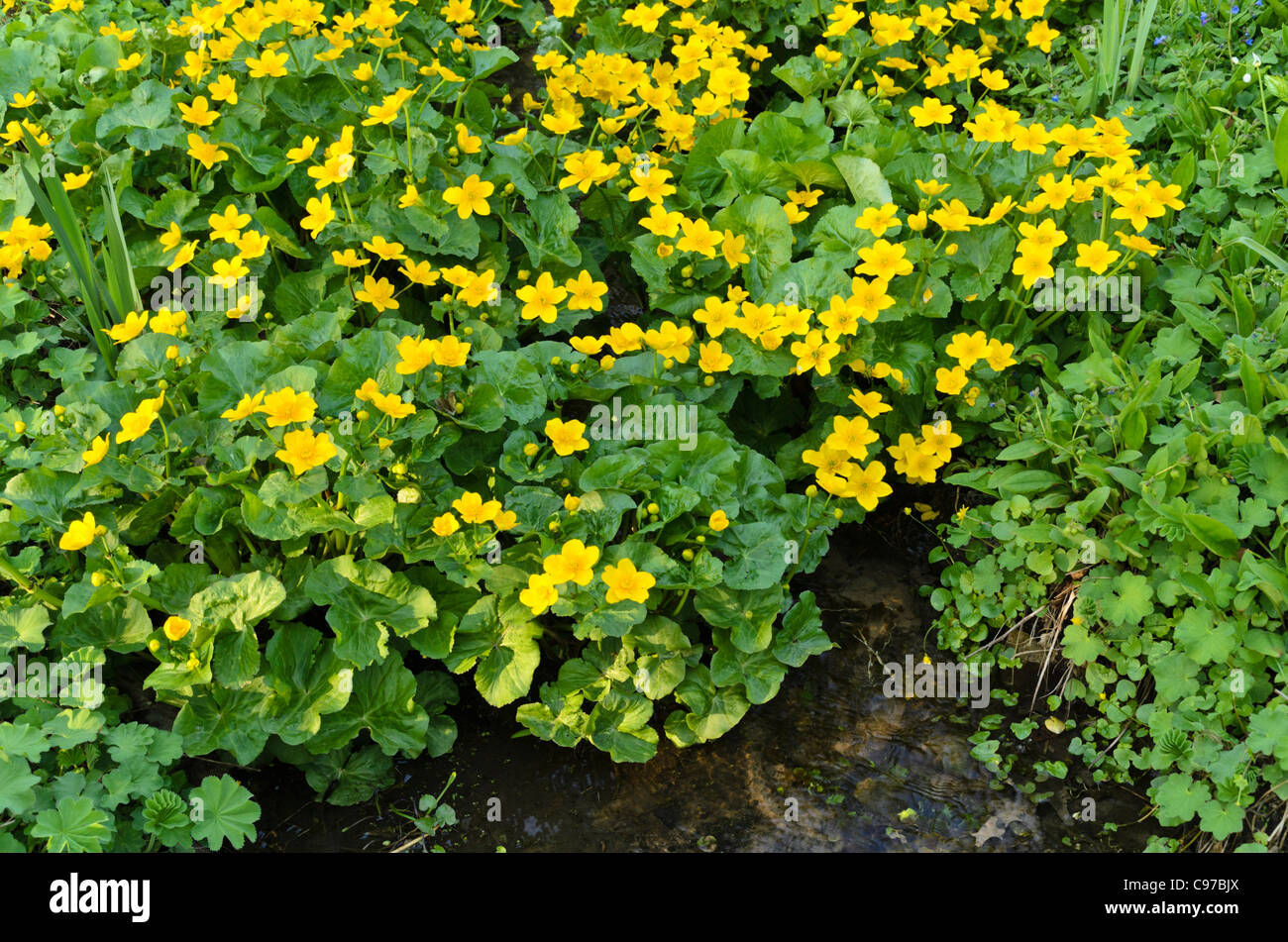 Marsh marigold (Caltha palustris Stock Photo - Alamy