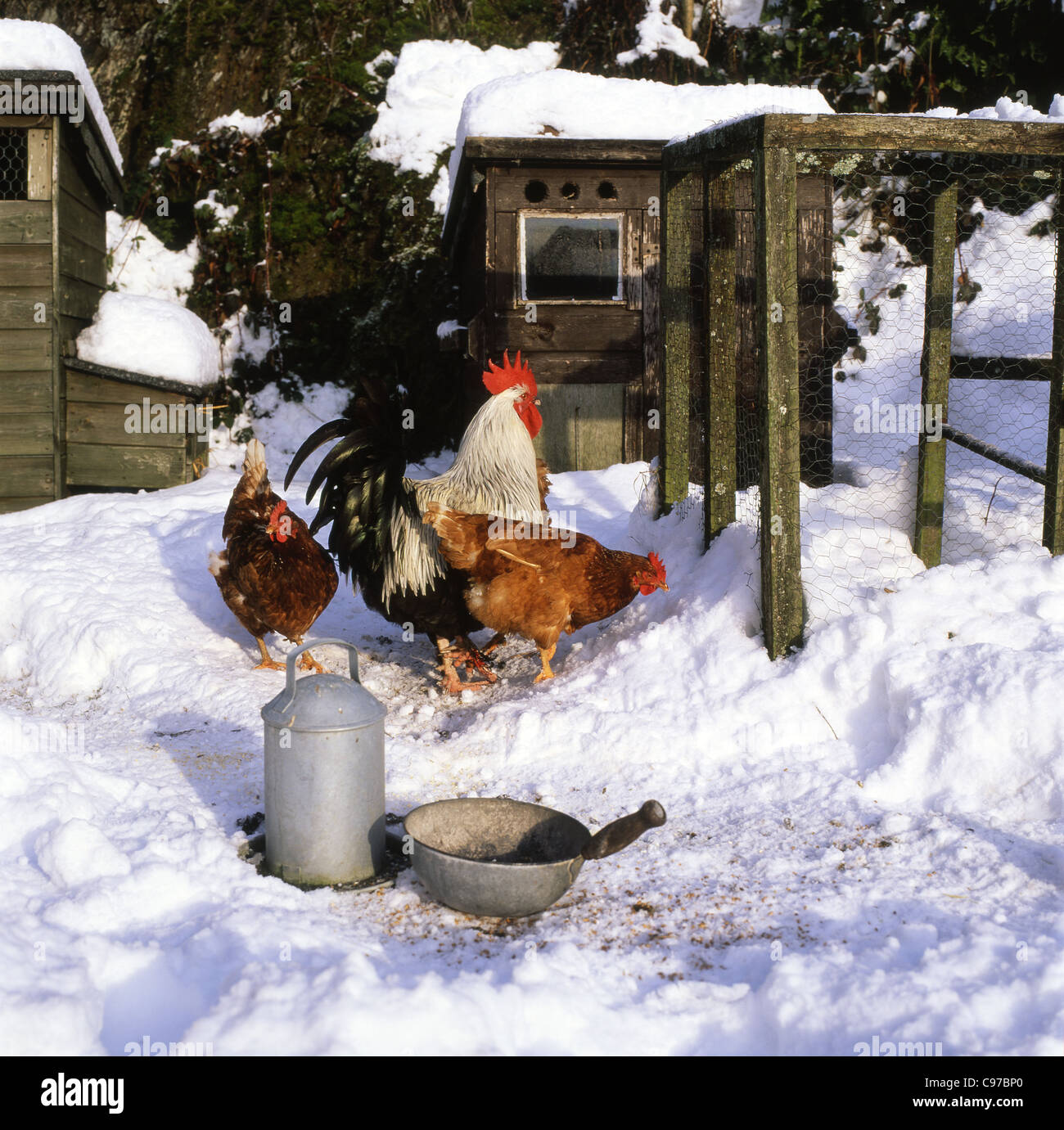 A cockerel and hens chickens pecking for food in the snow in winter ...