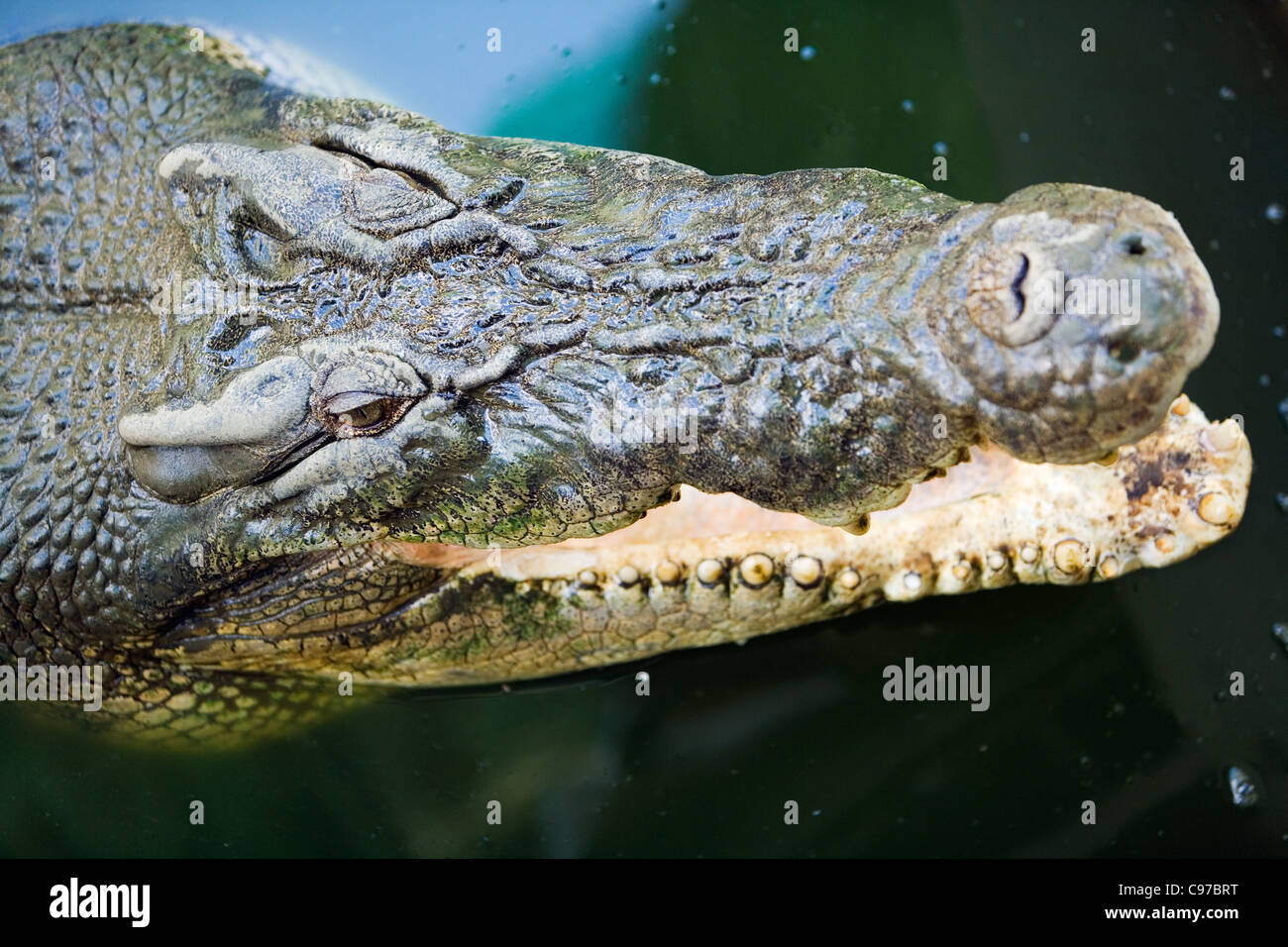Closeup of a saltwater crocodile. Crocodylus Wildlife Park, Darwin ...