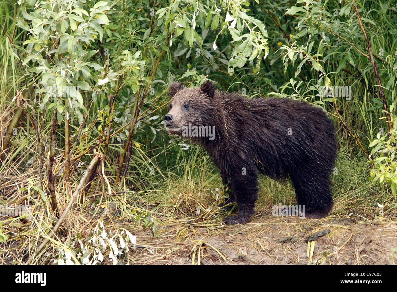 Small brown bear cub standing at rivers edge Stock Photo - Alamy
