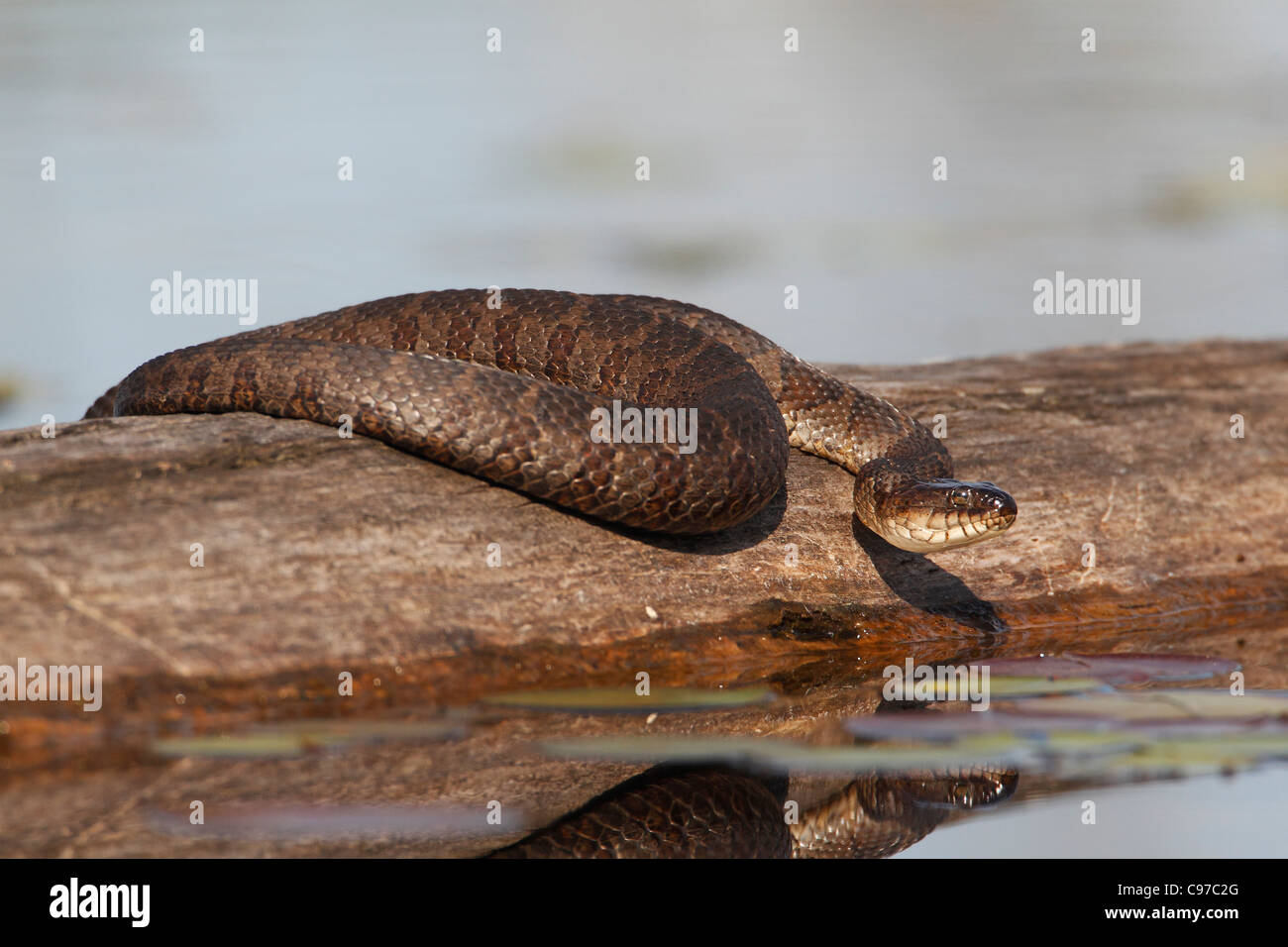 Northern Water Snake sunning on log Stock Photo - Alamy