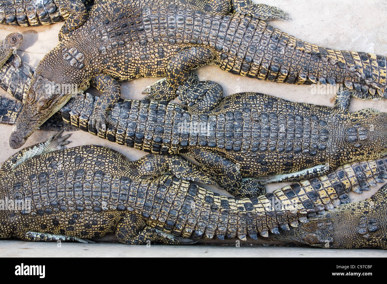 Crocodiles at wildlife park. Darwin, Northern Territory, Australia ...