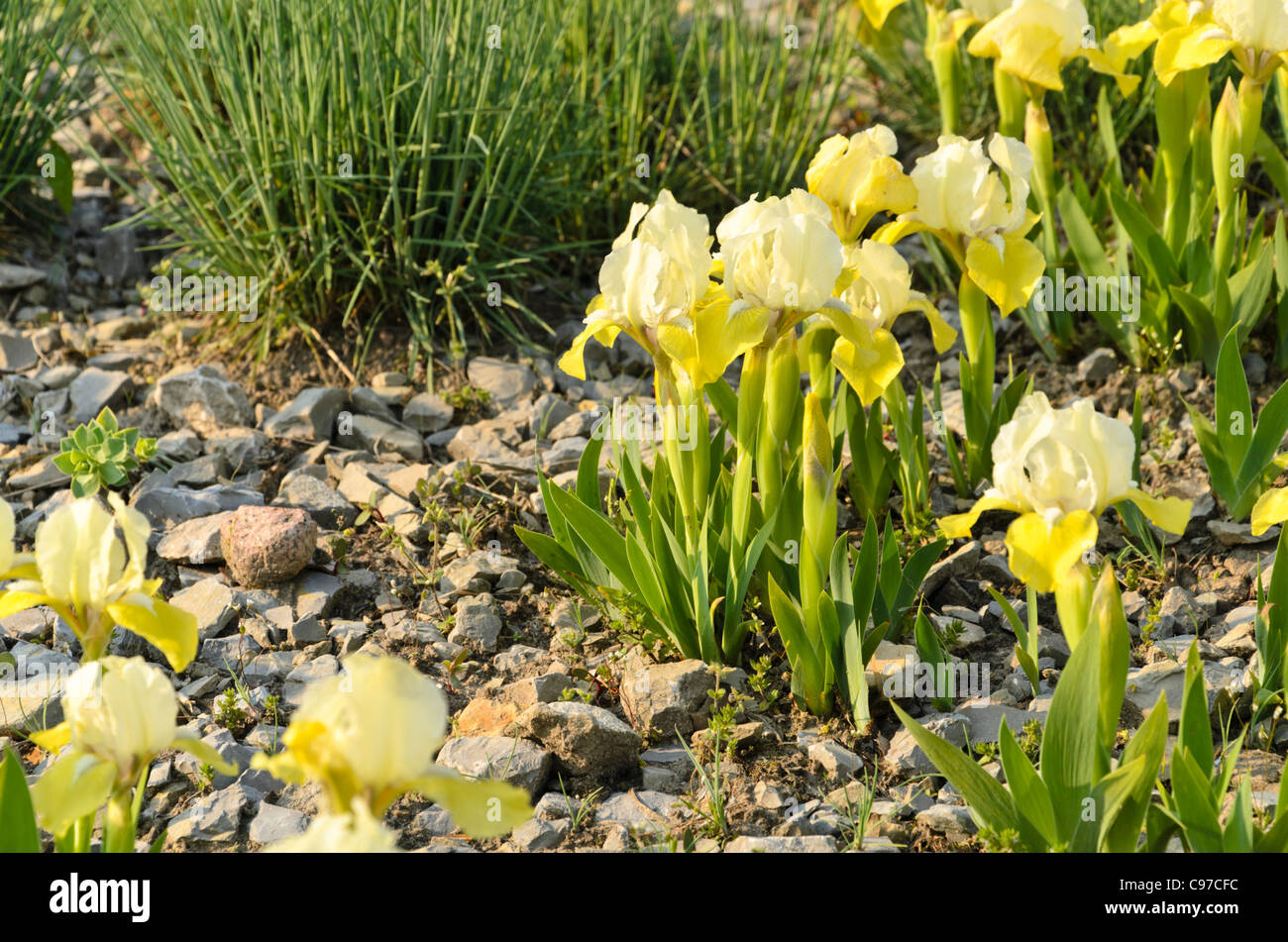 Tall bearded iris (Iris barbata media 'Sonnentrude' Stock Photo - Alamy