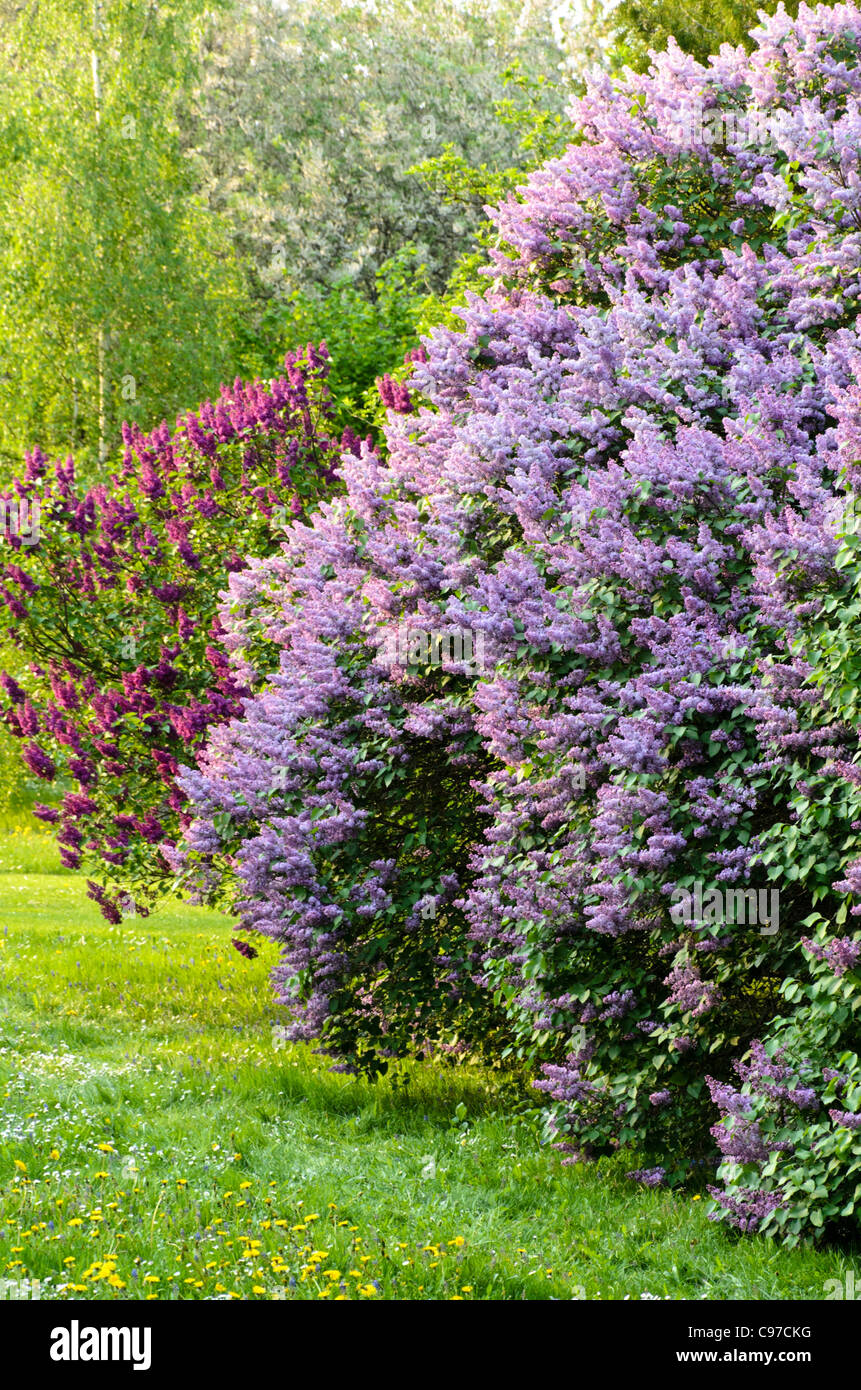 Common purple lilac syringa vulgaris hi-res stock photography and ...