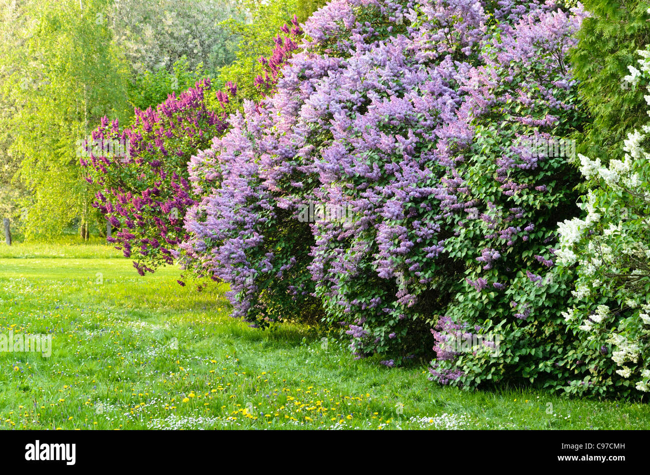 Common lilac (Syringa vulgaris Stock Photo - Alamy