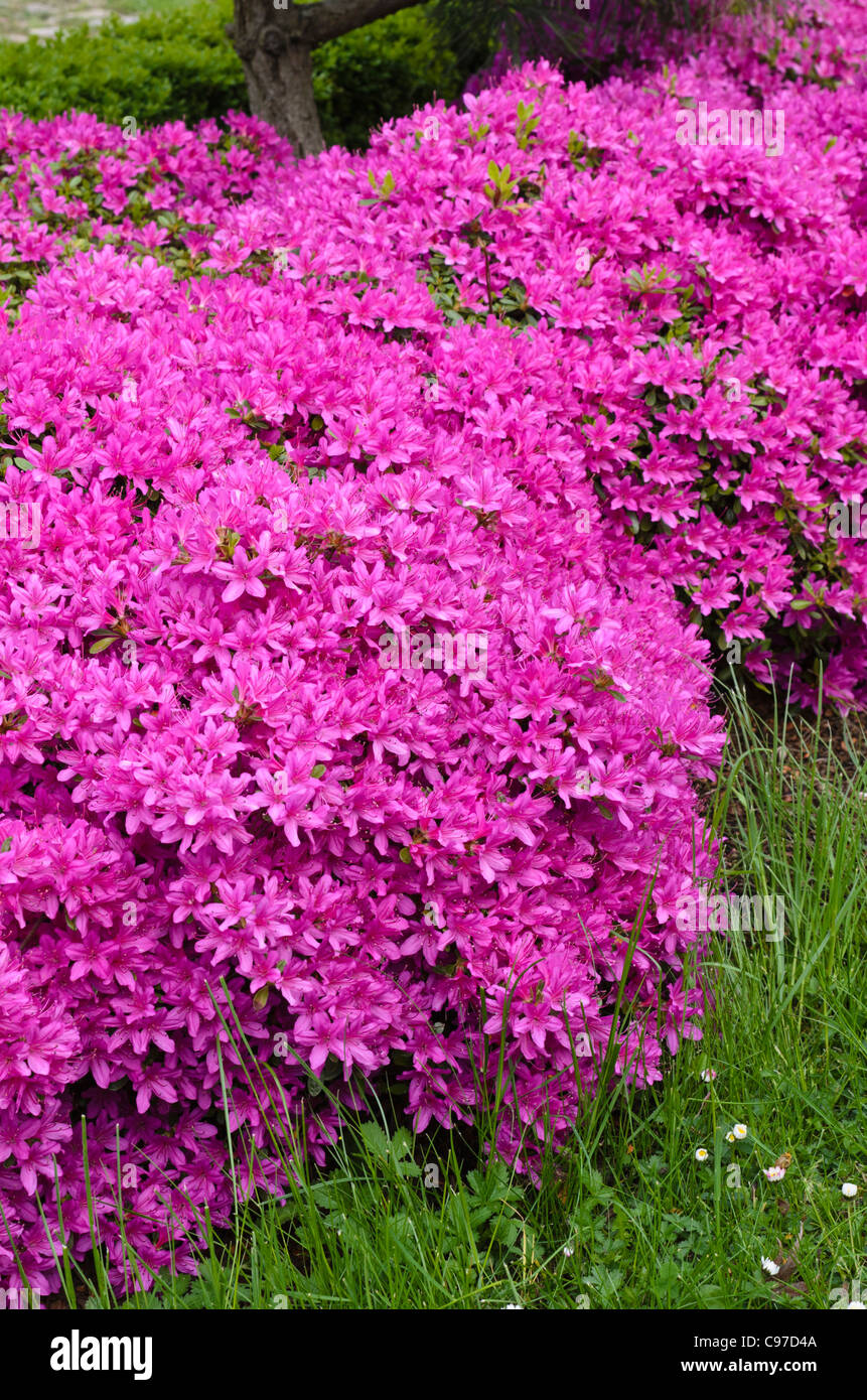 Flowering azalea shrub hi-res stock photography and images - Alamy
