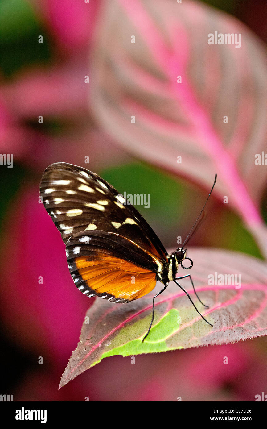 Hecale's Longwing (Heliconius hecale Stock Photo - Alamy