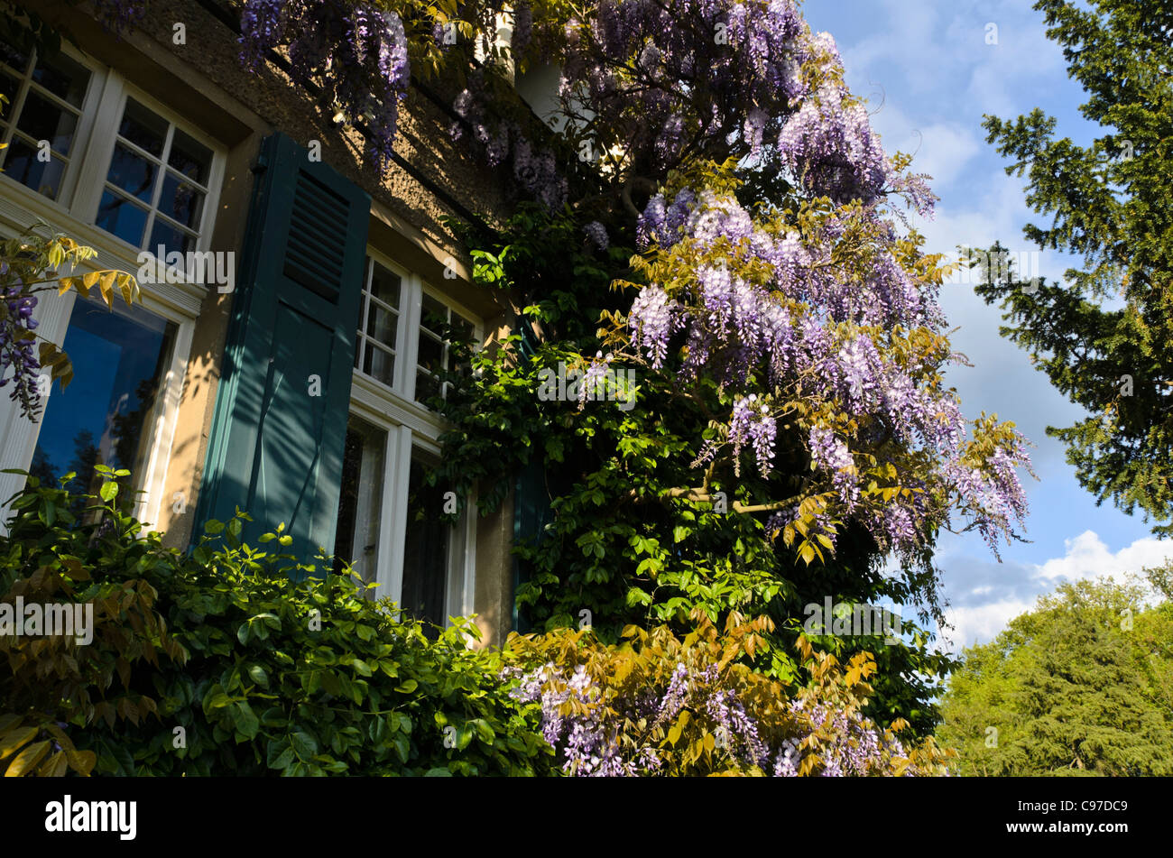 Building and wisteria hi-res stock photography and images - Alamy