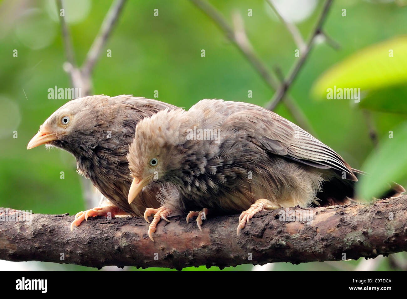 Birds of kerala hi-res stock photography and images - Alamy