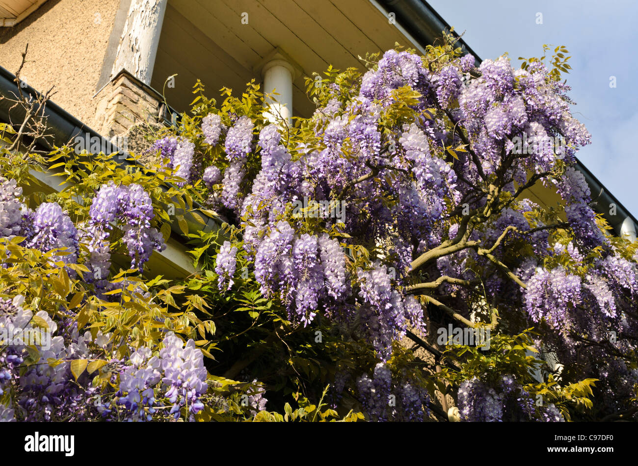 Wisteria flower house hi-res stock photography and images - Alamy